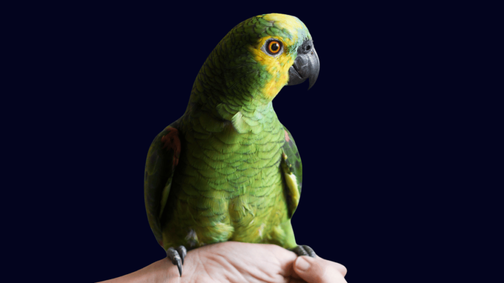 Bird Behavior and Communication Mystery of Bird Vocalization