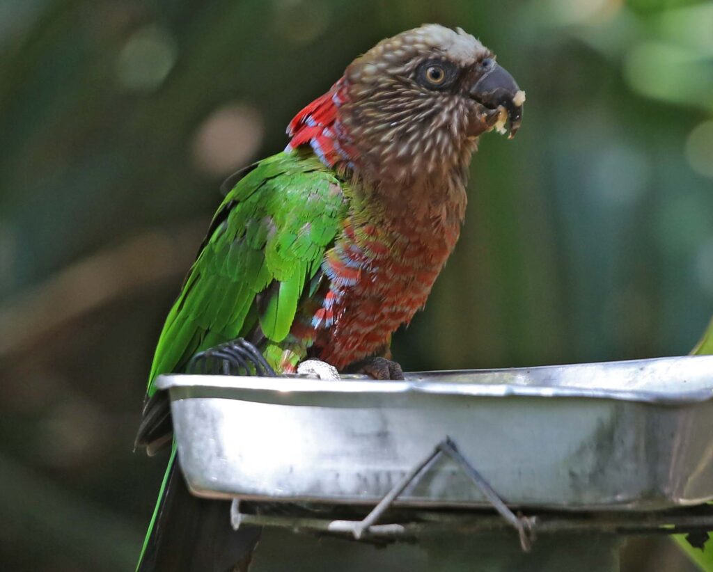 Red Fan Parrot: Comprehensive Information Unfolded Guide