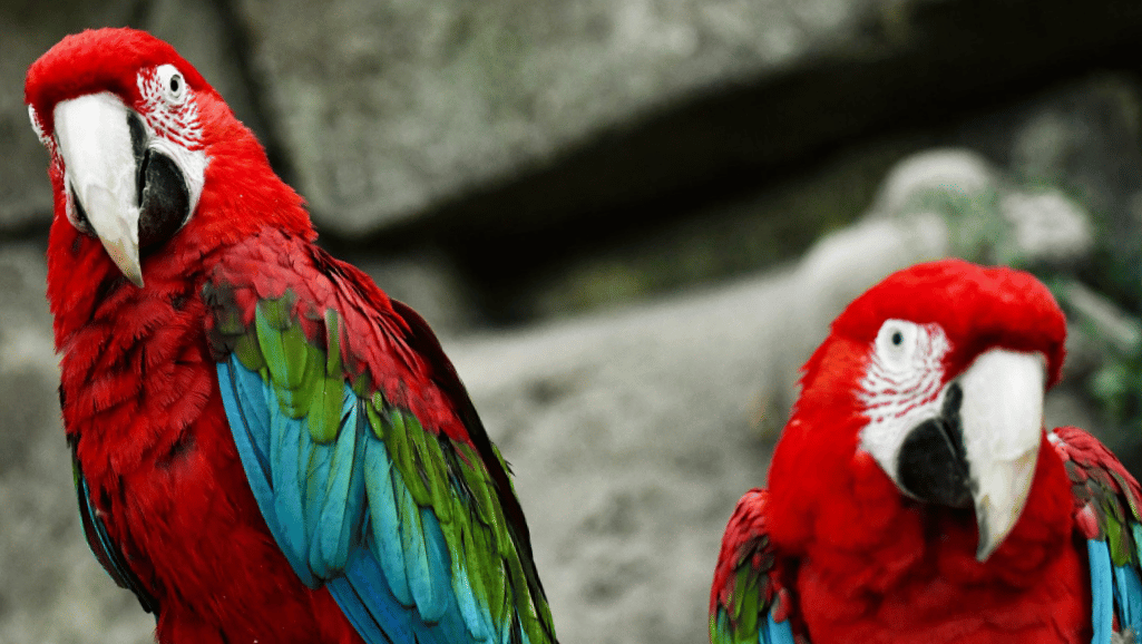 Red and Blue Macaw : Discovering Their Informative Charm