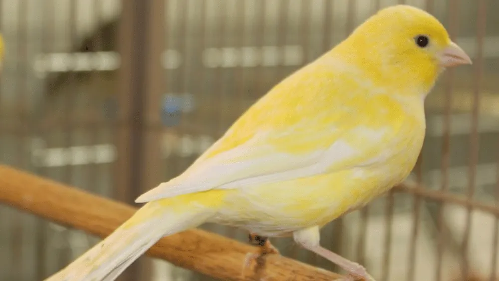 The American Singer Canary: The Melodic Blend of Song, Color