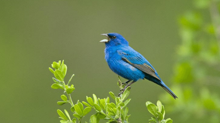 The Blue Factor Canary: Understanding the Genetics of Color