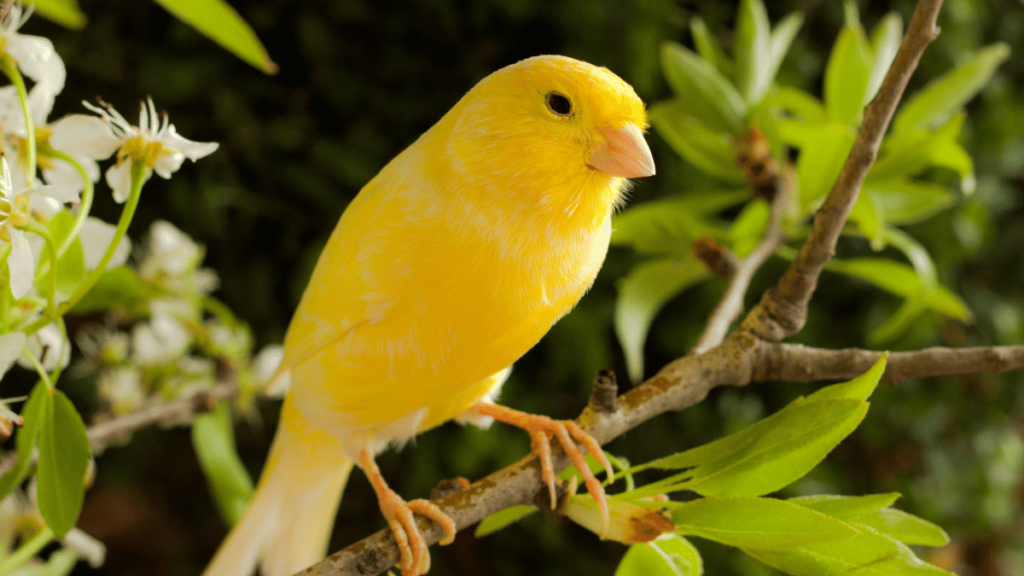 The Domestic Canary: An Avian Companion Through History