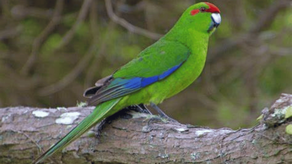 Parrot Species Profiles - birds Rabeya pet
