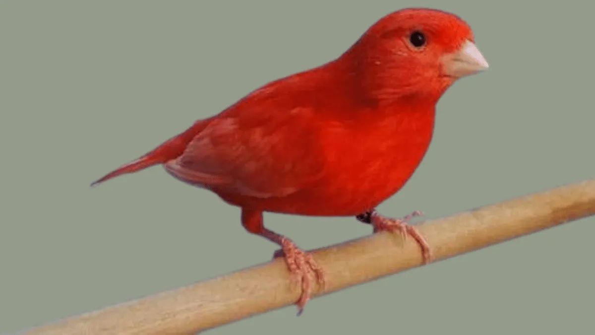 Red Factor Canary: Creating the Perfect Scarlet Plumage