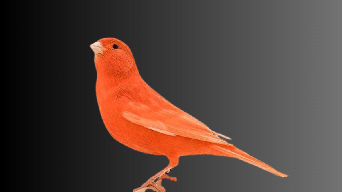 Red Factor Canary: Creating the Perfect Scarlet Plumage