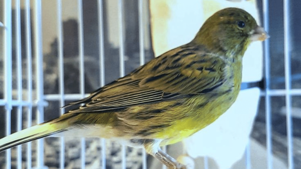Spanish Timbrado Canary: Complexity of Its Melodious Songs