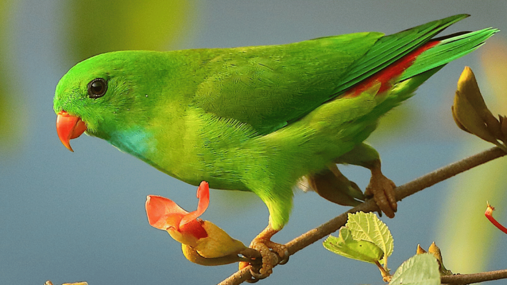 Parrot Species Profiles - birds Rabeya pet