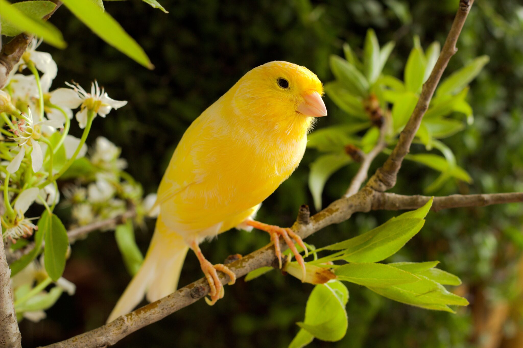 The Waterslager Canary: A Liquid Voice in a Feathered Form The Waterslager Canary: A Liquid Voice in a Feathered Form