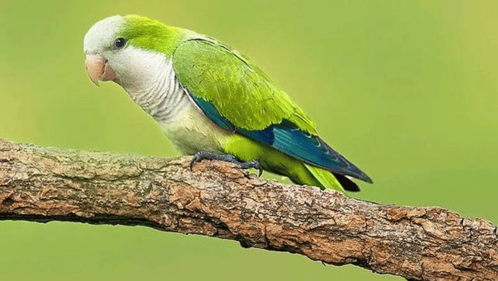 Monk Parakeet Information: A Deep Dive into Their World