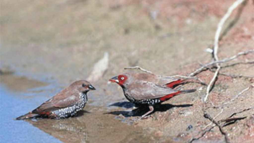 Painted Firetail Finch: The Artistic Bird of Flame