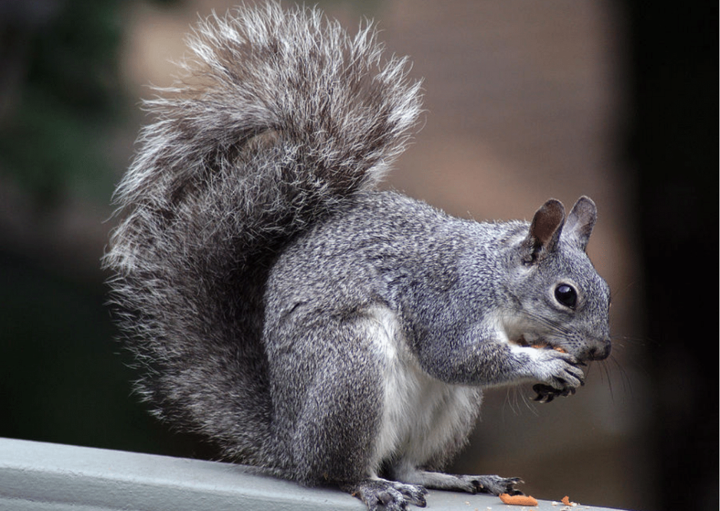 Discover the Adorable Japanese Dwarf Flying Squirrel