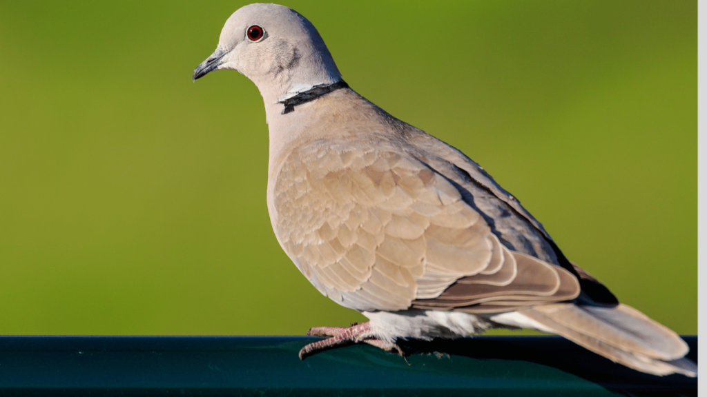Eurasian Collared Dove: A Gentle Garden Visitor Dove