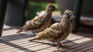 Dove Fledgling: Understanding Baby Doves Behavior
