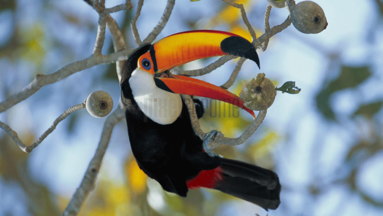 Toco Toucan Facts & Habitat | Birdwatching Guide