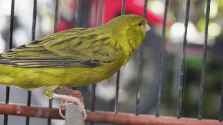 Domestic Canary Birds: Complete Care and Guide