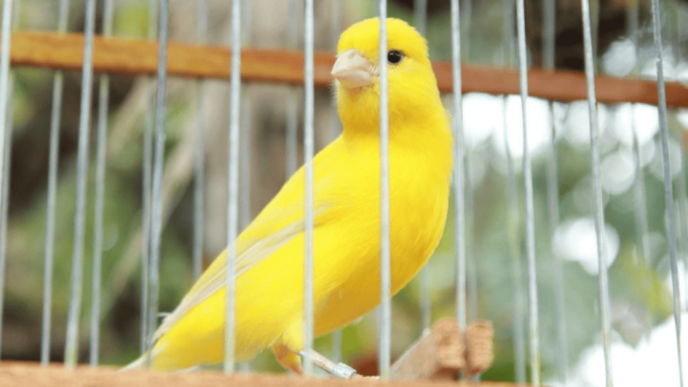 Yellow Canary Birds: Complete Guide to Ownership & Care
