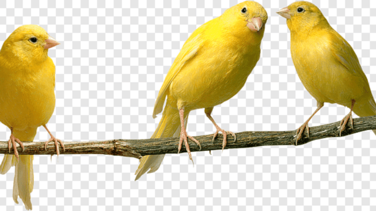 Domestic Canary Birds: Complete Care and Guide