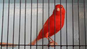 Red Factor Canary Birds Top Tips for Beginners