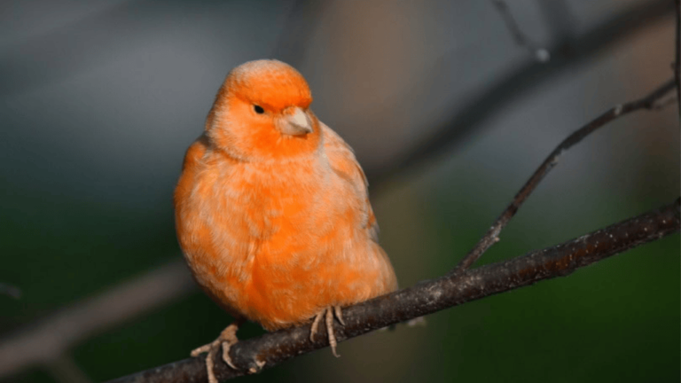 Red Factor Canary Birds Top Tips for Beginners