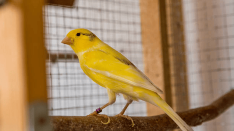 Harz Roller Canary Birds: The Melodious Songsters