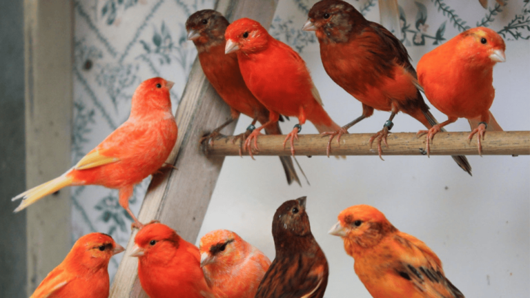 Red Factor Canary Birds Top Tips for Beginners