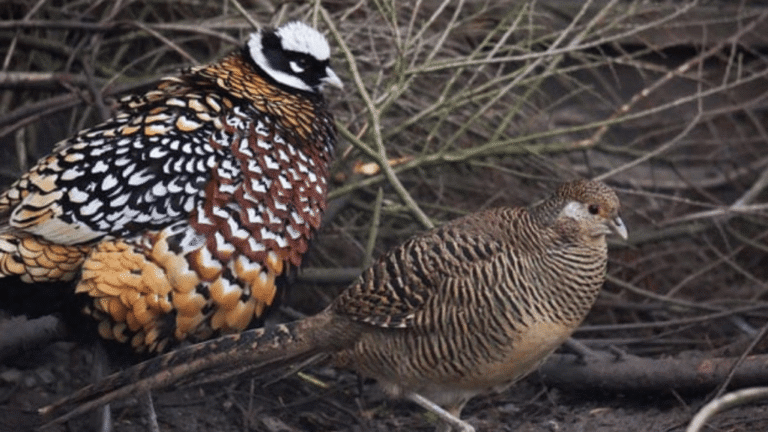 The Enchantment of Reeves Pheasant Explored