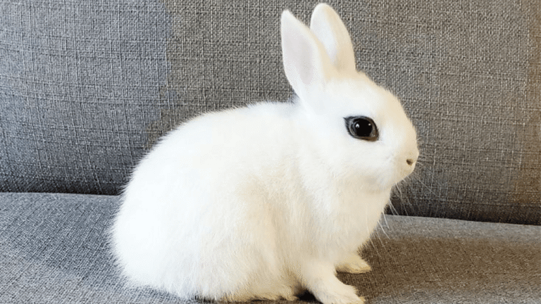 Dwarf Hotot Rabbit: The Adorable Miniature Breed
